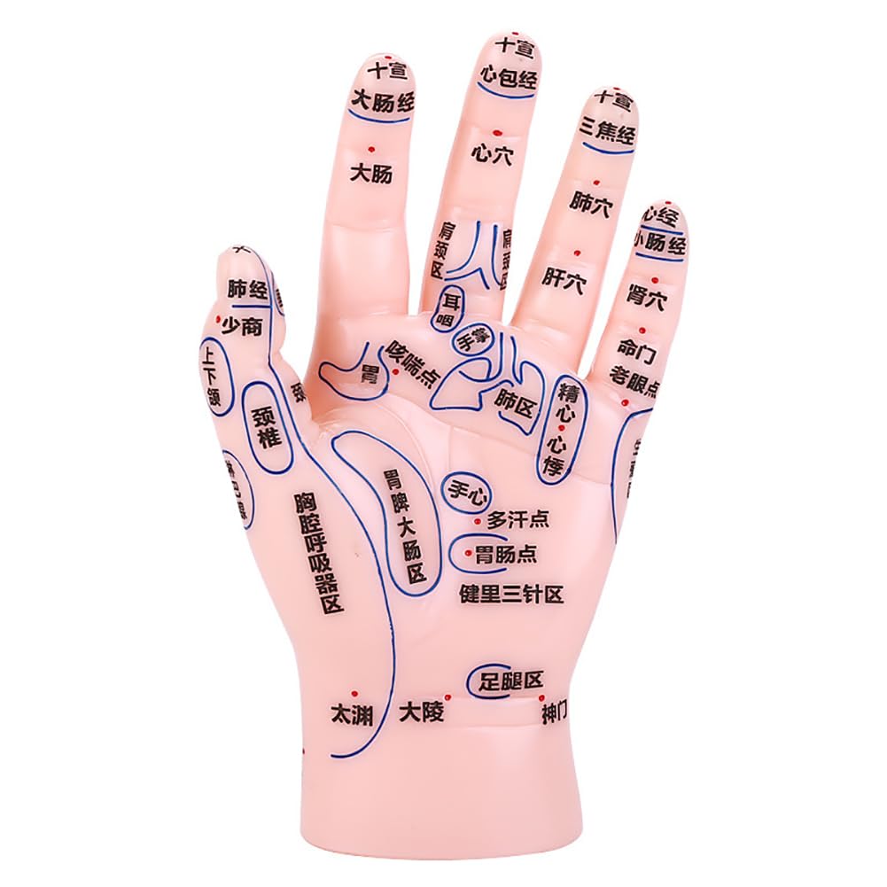 Acupuncture Hand Models 17 Cm Hand Chinese Medicine Health Care ...
