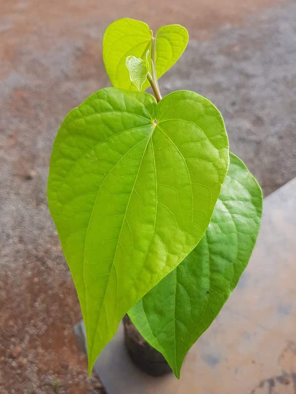 Vixenssell Maghai Pan Plant Betel Leaf Plant Live With 4 Inch Pot ...