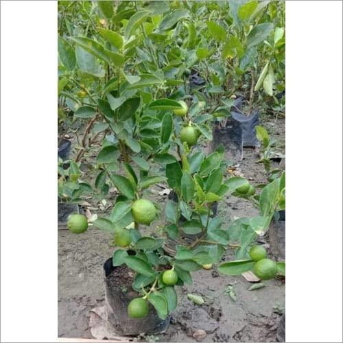 SANJUS pati Lemon Baramasi Grafted Fruit Live Plant in Grow Bag 1 ...
