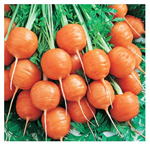 Carrot plant - How to grow & care
