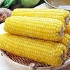 Amazon.com : 100 Seeds Yellow Waxy Corn Seeds; Sticky glutinous Corn ...