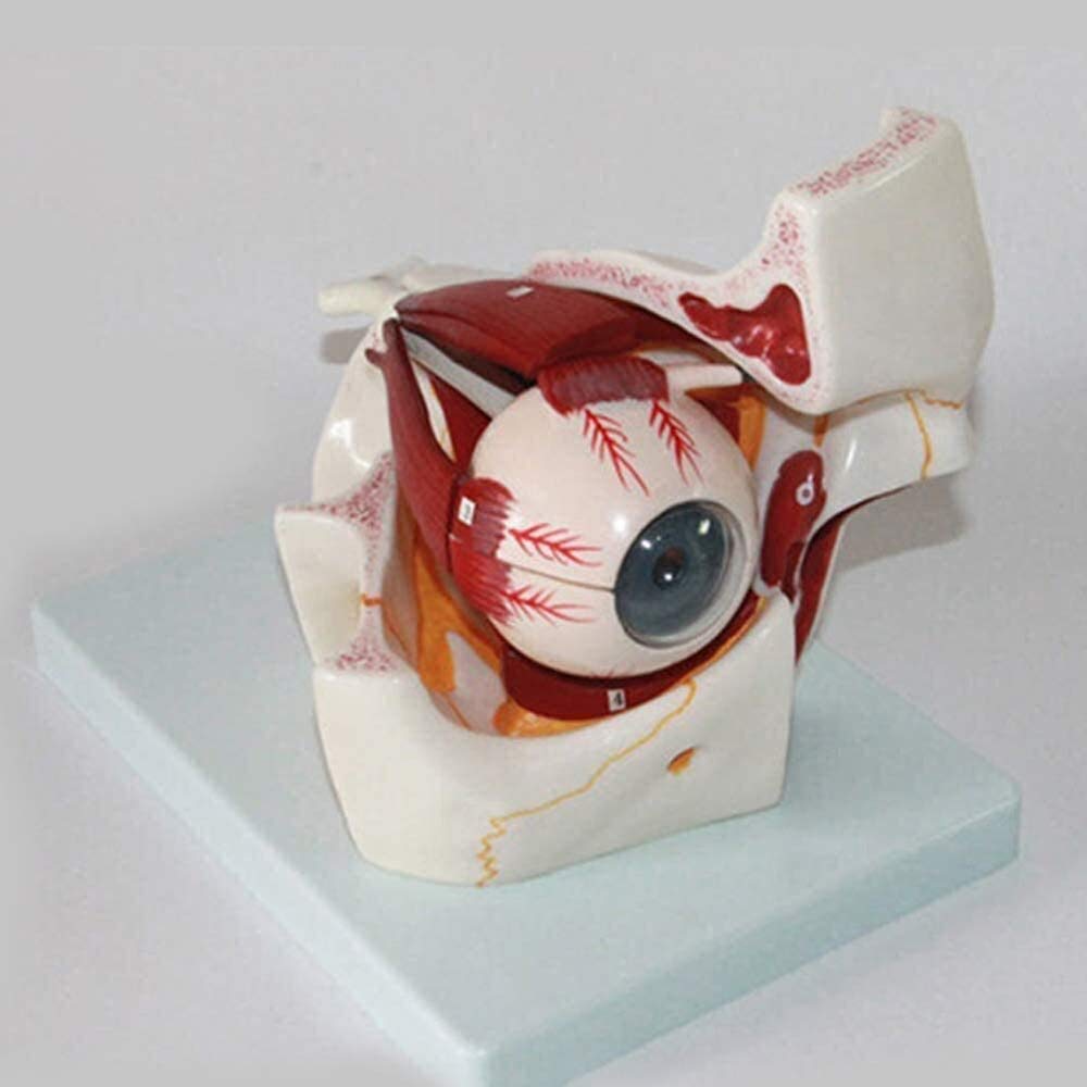 Buy Human Eye Anatomical Model Optic Nerve Cornea Iris Structure Model ...