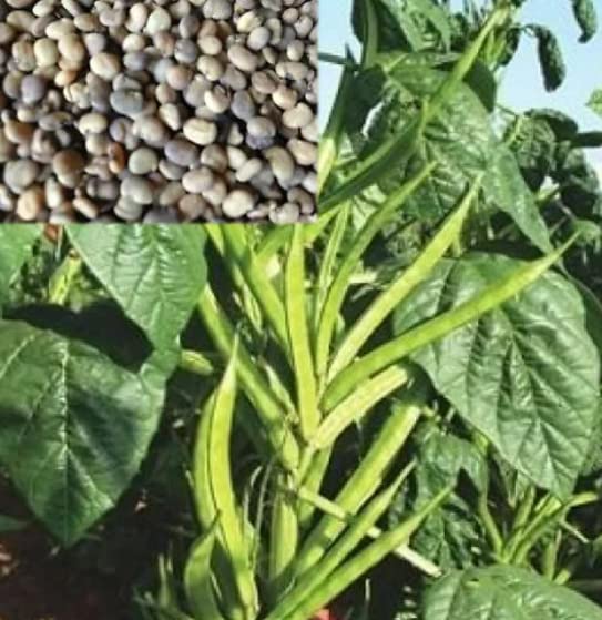 Vinca Art Cluster Beans Indian Vegetable Seeds - Guar Ki Fali Hybrid ...