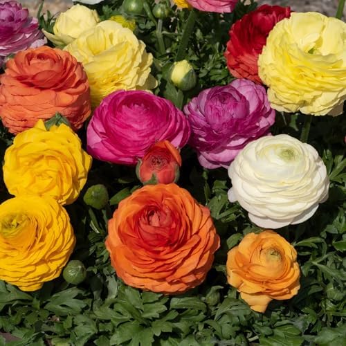 Perfect Plants Winter Ranunculus Plants Mixed Colours - Outdoor Garden ...