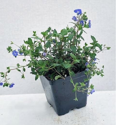 Amazon.com : Greenwood Nursery: Live Ground-Cover Plants - 'Georgia ...
