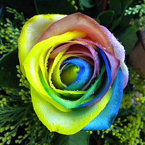 Multi-Color Rainbow Rose Seeds Garden Plants Seeds Flower Seeds - 30 ...