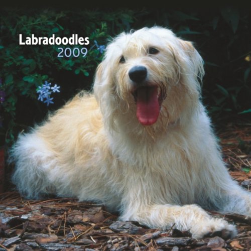 Labradoodles 2009 Square Wall Calendar: BrownTrout Publishers Inc ...