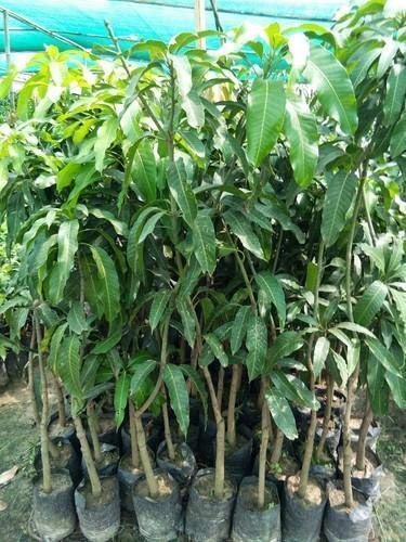 Maan organic farms Amrapali Mango Plant Grafted 2-2.5 feet : Amazon.in ...