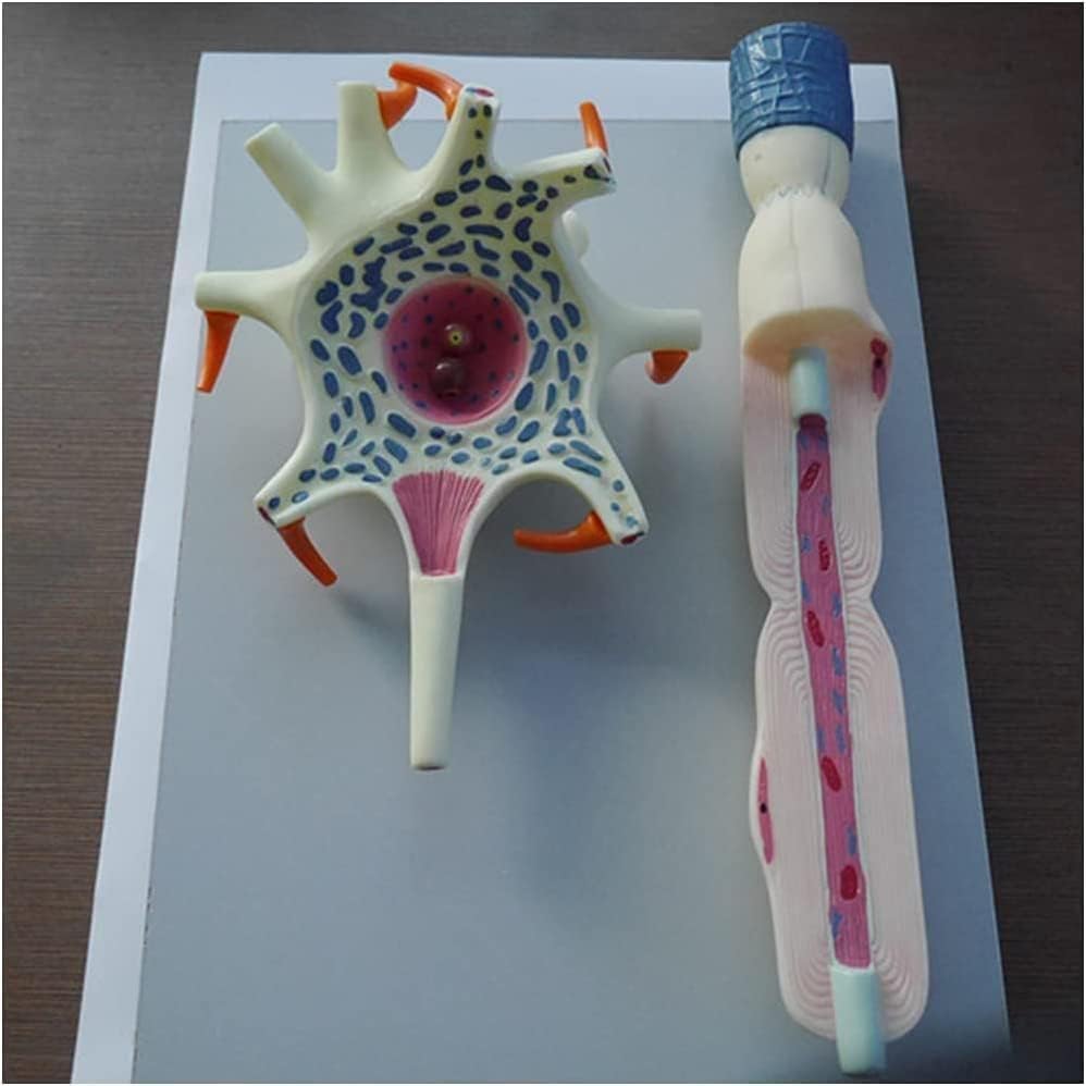 Multipolar Neuron Model Labeled
