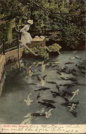 Devil's Hole - Native Fish Bermuda Original Antique Postcard 1905 at ...