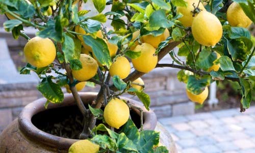 Creative Farmer Live Plant Lemon Champra (Manipuri) Mildly Fragrant ...