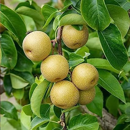 COLLECTION ITEM Live Dwarf Pear Fruit Tree Pyrus Nashpati Plant For ...