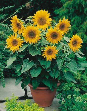 Sunflower Miniature (Hybrid) Flower Seeds (4 Packet Of Sunflower ...