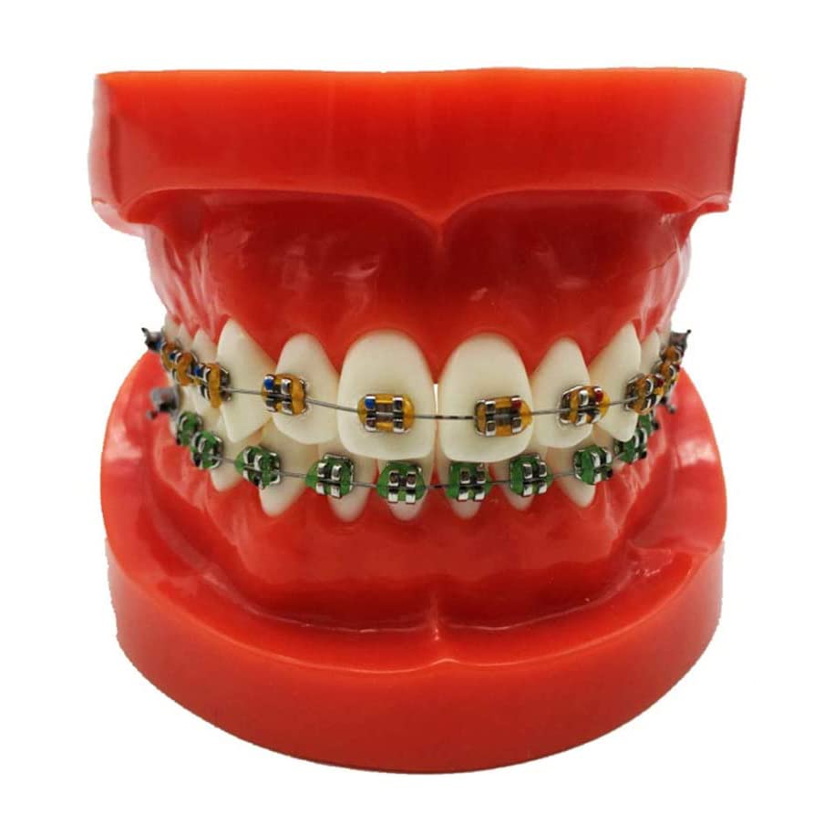 Teeth Model Dental For Human Mouth Structure Ireland Mouth Model