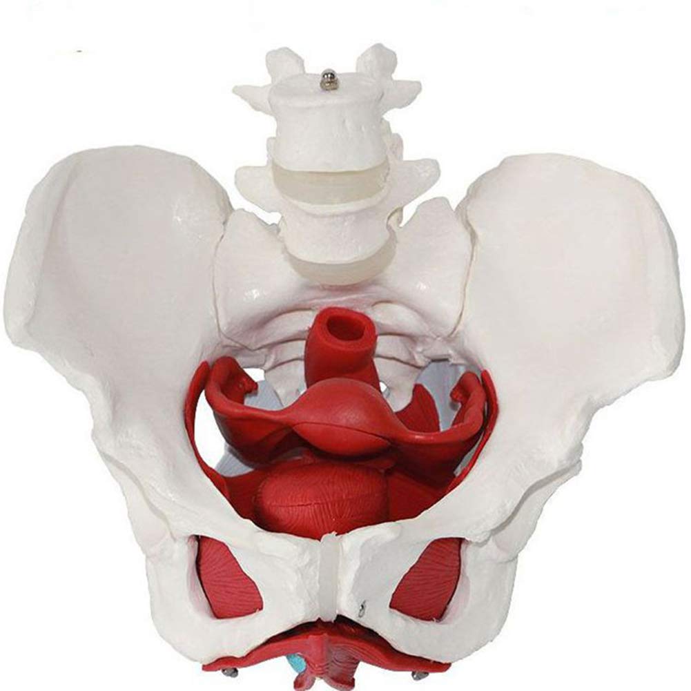 Pelvic Model Female Pelvis With Pelvic Floor Muscle Model Lumbar ...