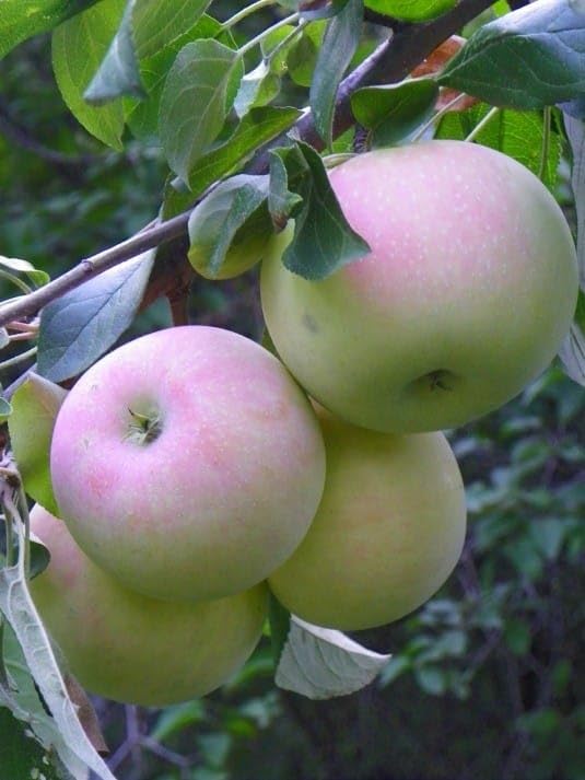 GreenWorld HRMN 99 (Grafted) Red Apple Plant,Pack Of 1 Healthy Plant ...