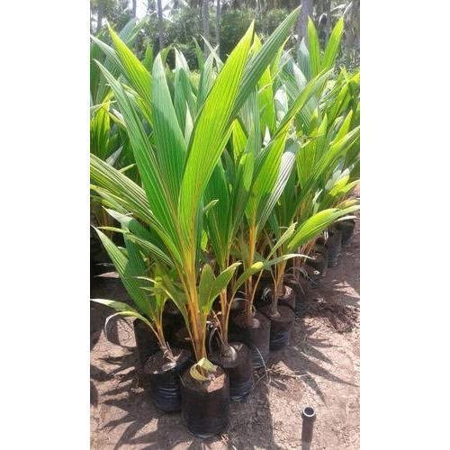 Vixenssell Hybrid Rare Dwarf" GREEN MALAYAN COCONUT" Nariyal Plant - 1 ...