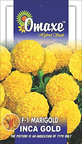 Marigold Inca Gold Flower Seeds Kitchen Garden Packet sold by Kitchen ...