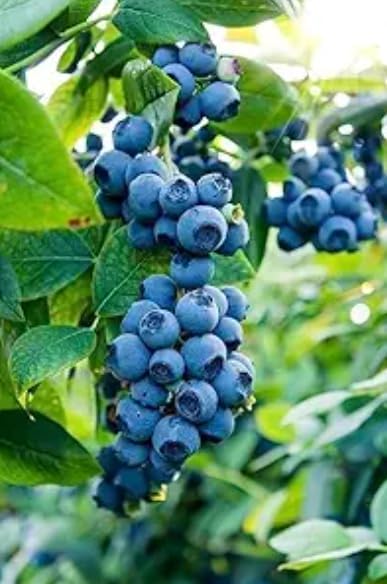 MVKR Rare Variety Blueberry fruit Plant (Pack of 1 Plant) : Amazon.in ...