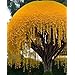 Amazon.com : Golden Shower Tree Seeds for Planting (10 Seeds) - Stunning Weeping Yellow Blooms ...