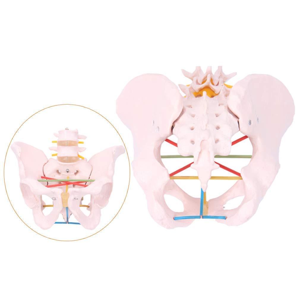 Teaching Model Life Size Pelvis Model Pelvic Measurement Teaching Model ...