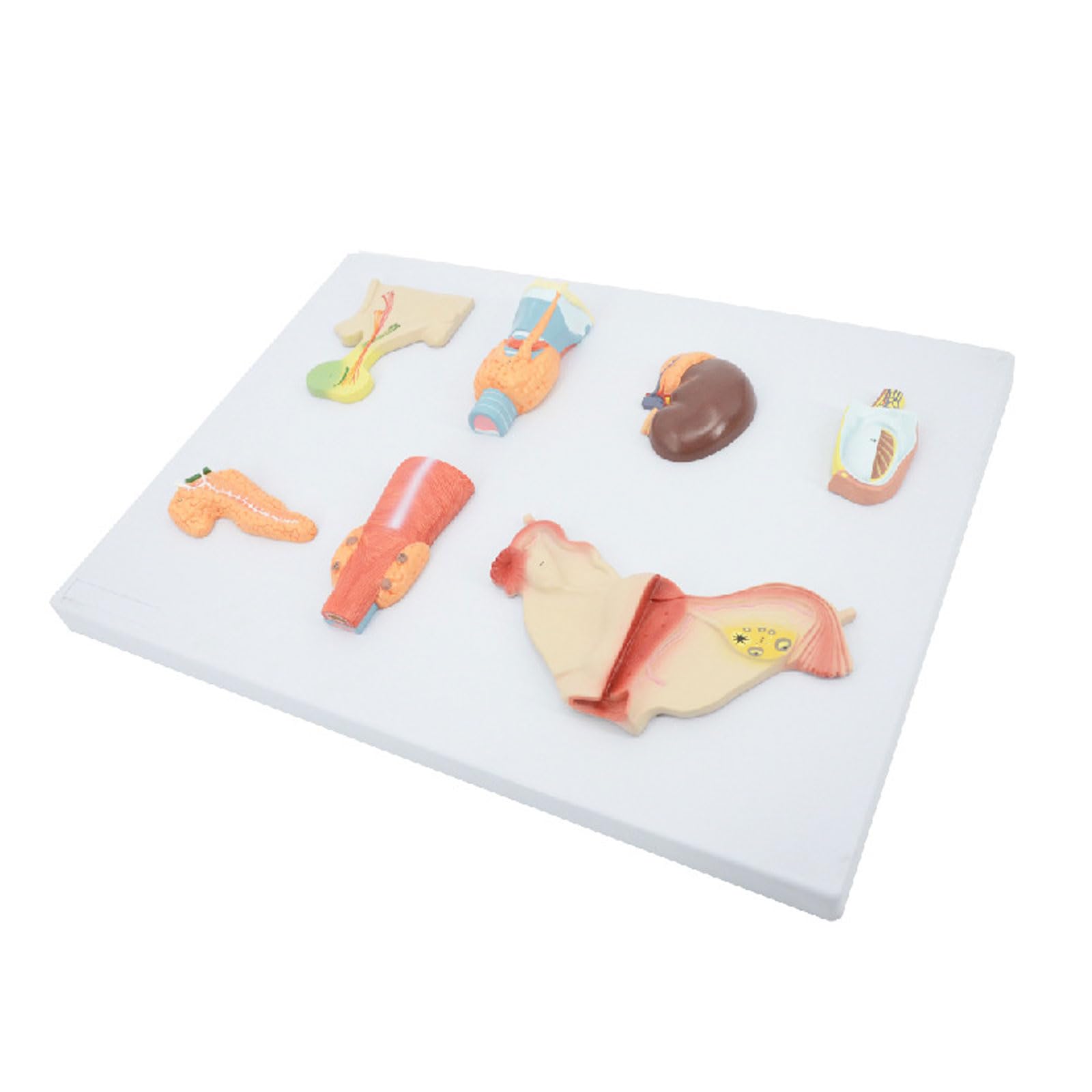 Buy Human Endocrine System Model - Human Organ Anatomical Model ...