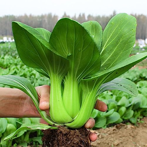 Col china en España: dónde comprarla y cómo prepararla - Mi Hogar