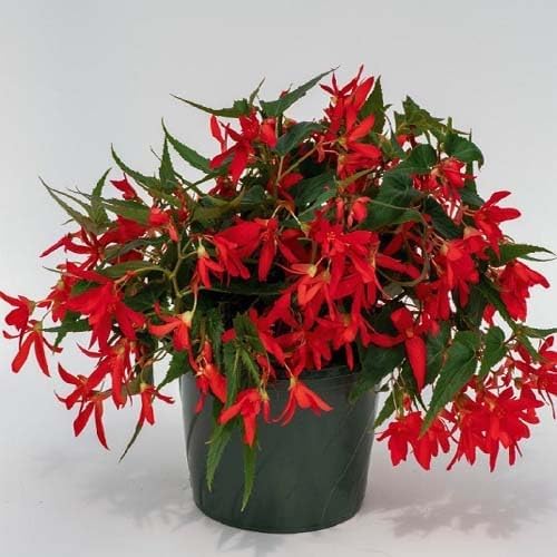 Amazon.com : Outsidepride 10 Seeds Perennial Red Groovy Begonia Garden ...