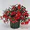 Amazon.com : Outsidepride 10 Seeds Perennial Red Groovy Begonia Garden ...