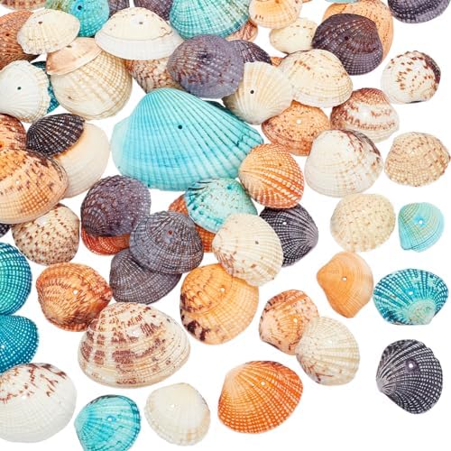 Sea Shells 0.6'-1'' White Small Sea Shells, Shells for Crafts, Crafts ...