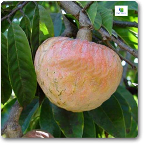 Mphmi Annona Reticulata, Ram phal (Grafted) - Plant : Amazon.in: Garden ...