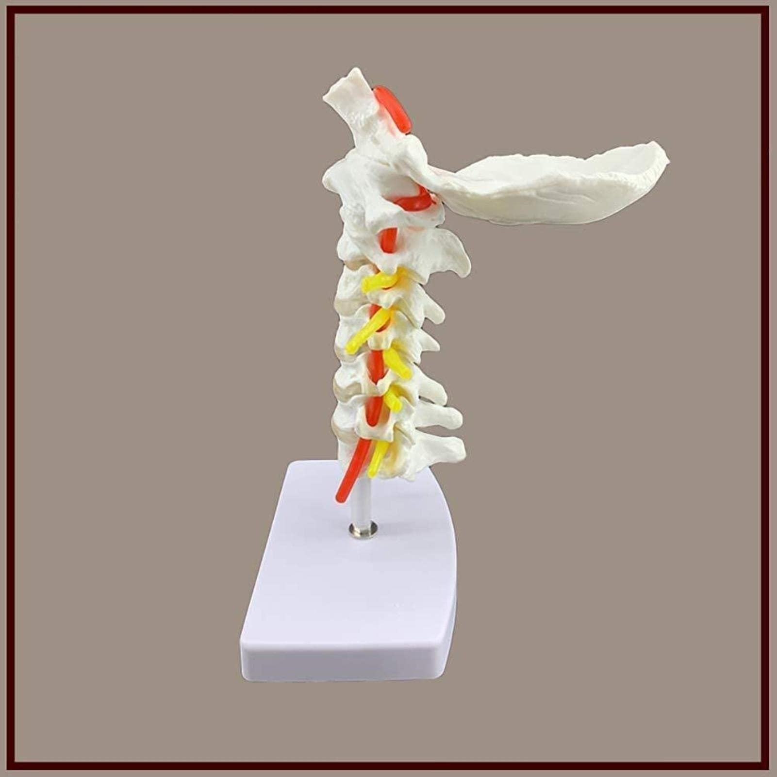 Buy Research Cervical Vertebra Model with Nerves Arteries 7 Cervical ...
