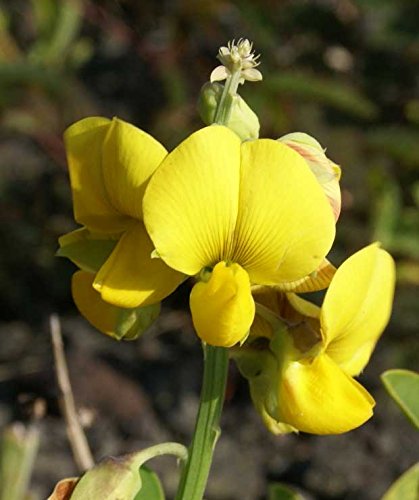 Senna plant - How to grow & care