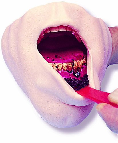 Amazon.com: HEALTH EDCO W43048 Mr. Dip Lip Model : Toys & Games