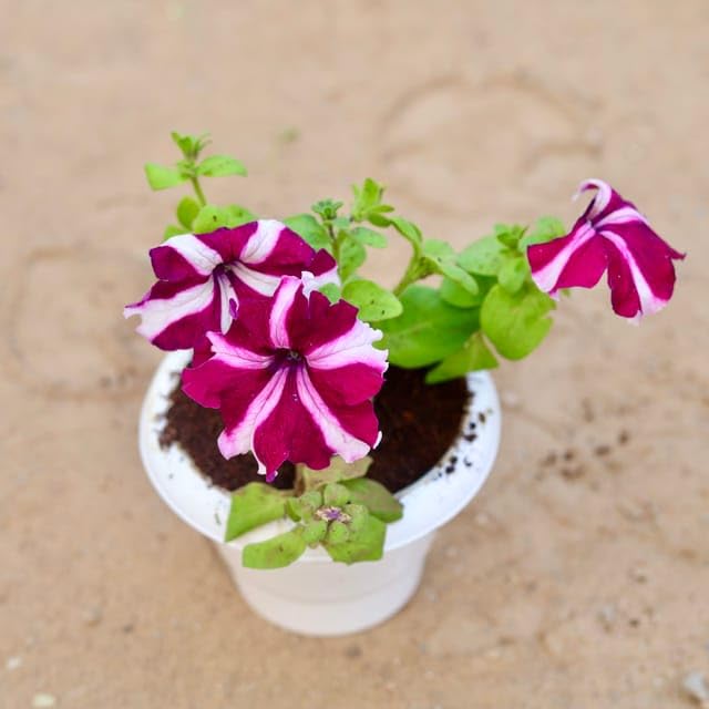 Mphmi Seedless Plant Me Flower Plants Petunia (colour) in 6 Inch Classy ...