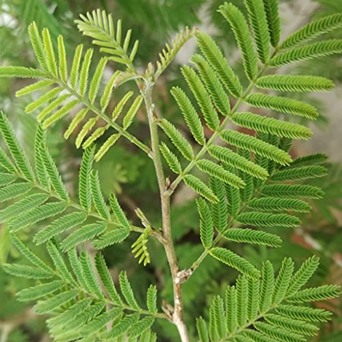 Buy Creative Farmer Shami - Plant (Vanni Maram) Shami Tree, Jand Plant ...