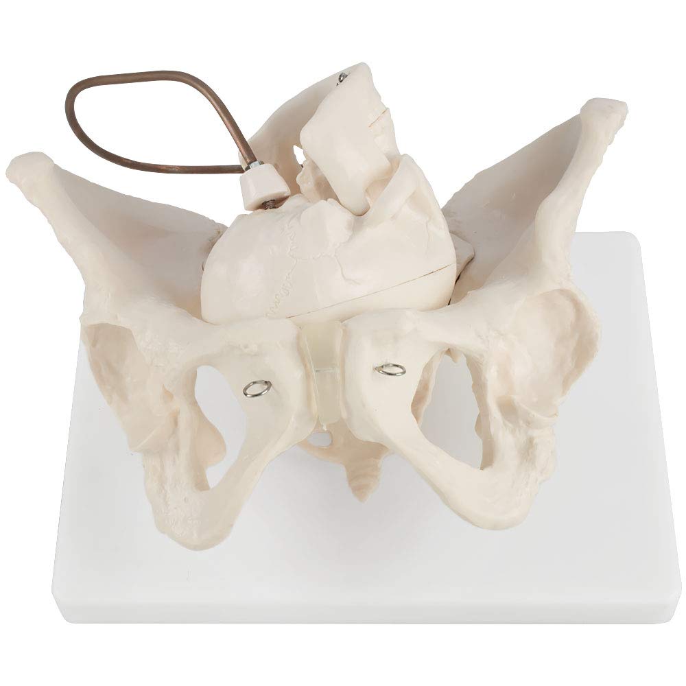 Buy Birth Demonstration Model - Female Pelvis - MedMod Online at ...
