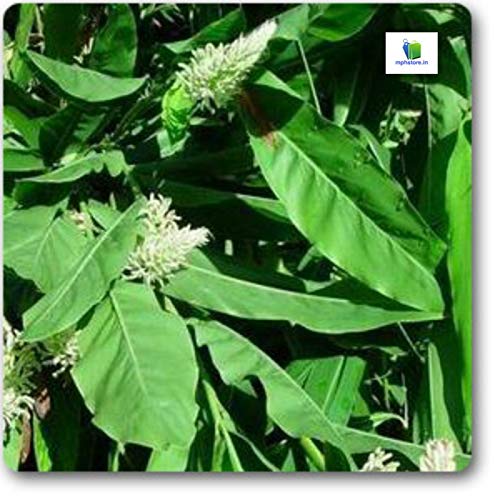 Amazing Store Greater Galangal, Blue Ginger, Thai Ginger - Plant ...
