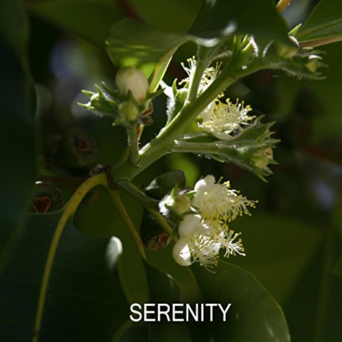 Écouter Serenity par Max Koth sur Amazon Music Unlimited