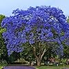 Amazon.com : Purple Blue Jacaranda Mimosifolia Tree Live Plant in Pot ...