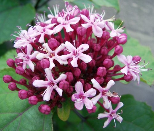 Clerodendrum - How to grow & care