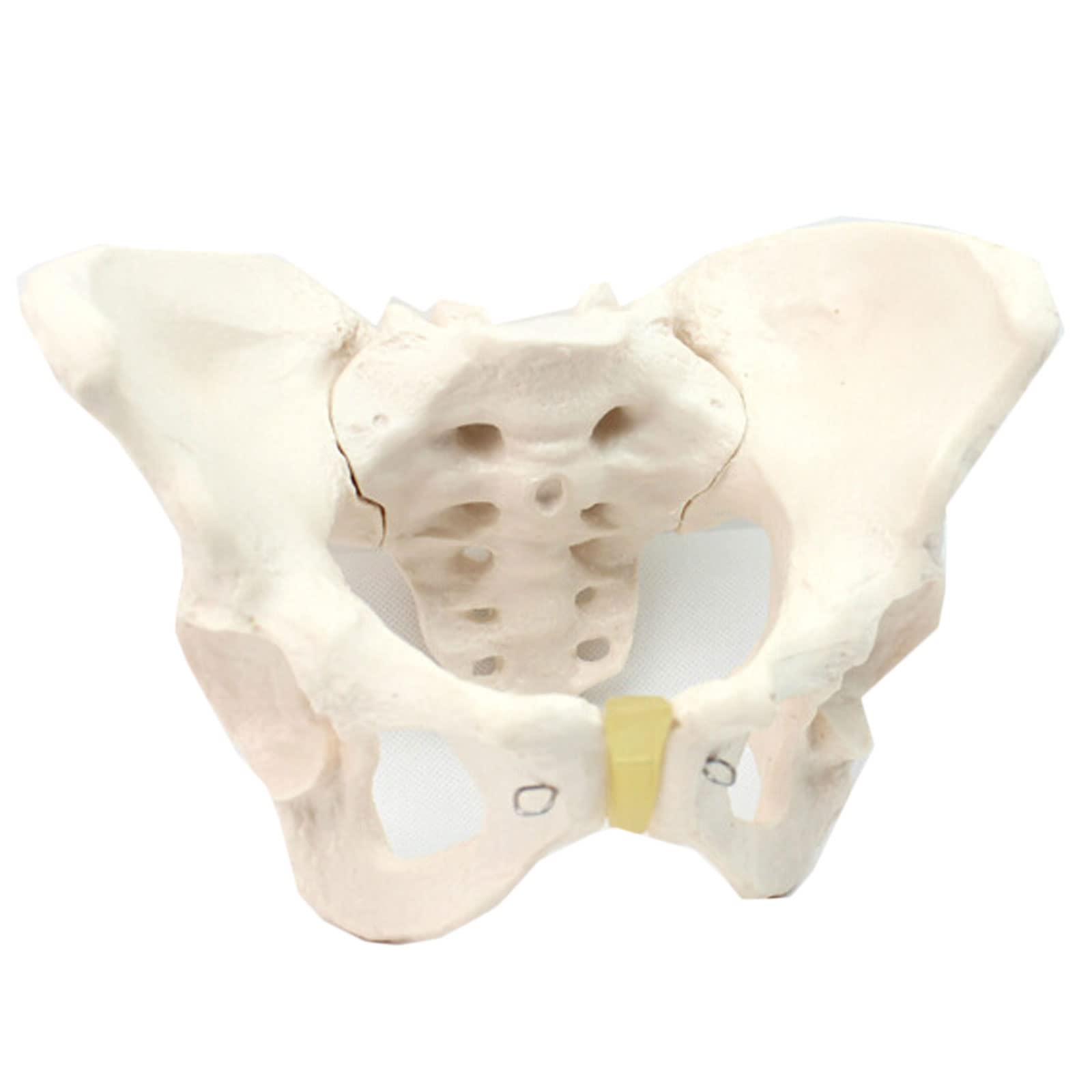 Buy Life Size Female Pelvis Model, Hip Model - Female Anatomy Model ...