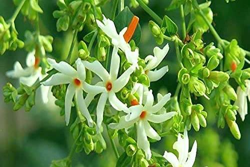 Vindhya ™ Harsingar / Parijat Plant / Night Flowering Jasmine Plant ...