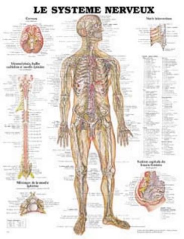 Le Systeme Nerveux : Anatomical Chart Company: Amazon.com.au: Books