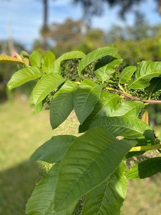 Guava Grafted Live Plant - Sweet Seedless Jamrukh Amrud Live Apple ...