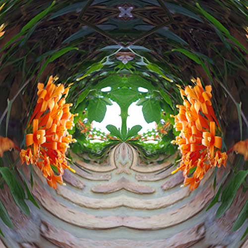 Écouter Canción de Amor para Francisca de César Da Faux feat. Fernando ...