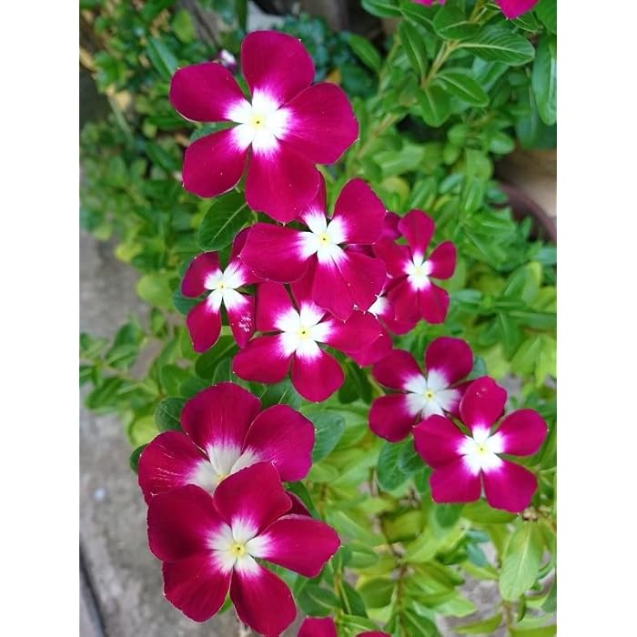 Buy 200+ Vinca Seeds, Red Vinca Flower Seeds Perennial Vinca Mascot ...