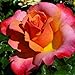 Amazon.com : Sun Rose Plant Live for Indoor Outdoor Planting, Rose Bush ...