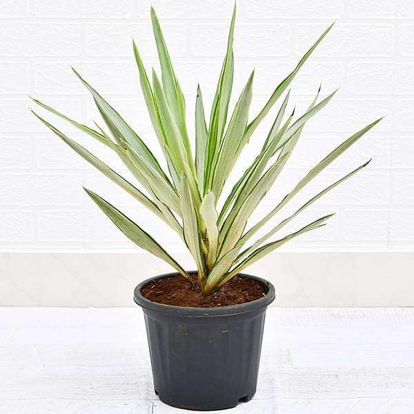 Mphmi Plant NCR Live Yucca - Plant : Amazon.in: Garden & Outdoors