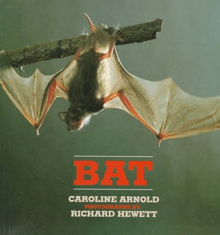 Bat : Arnold, Caroline, Hewett, Richard: Amazon.co.uk: Books